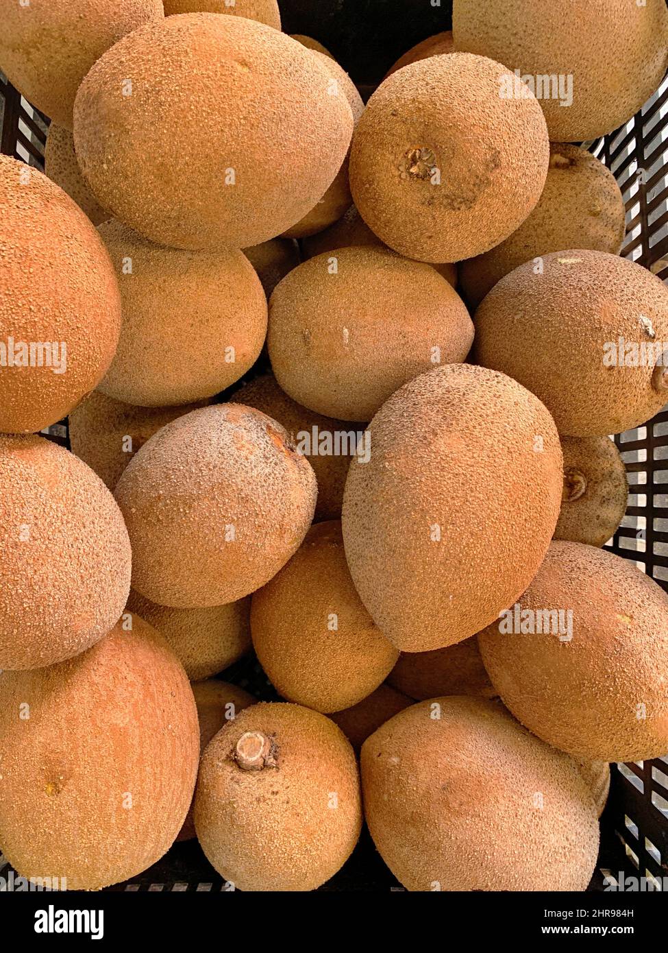 Vertical shot of fresh mamey apples (Mammea americana) in the cart for ...