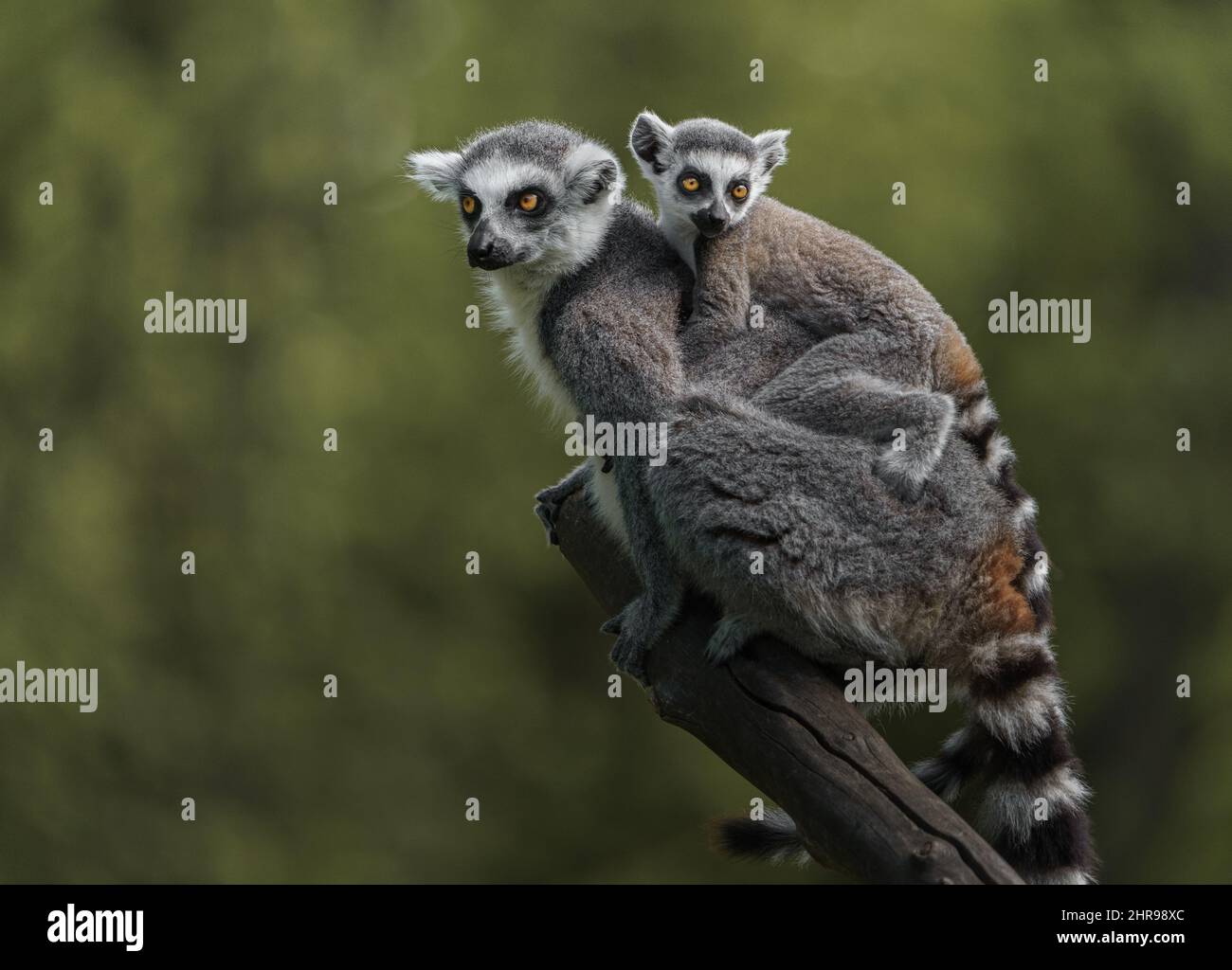 Ring tailed lemurs face hi-res stock photography and images - Alamy