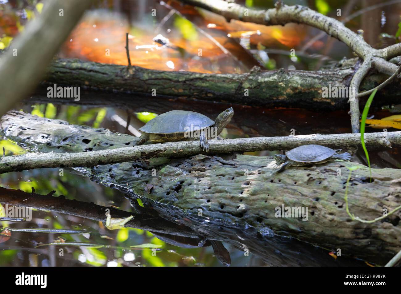 Turtles are on a tree trunk in small wild pond. Dominican Republic ...