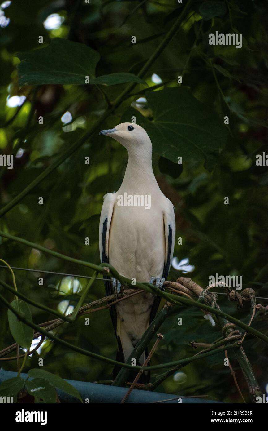 Pied Imperial Pigeon (Ducula bicolor), perched on a branch. Its ...