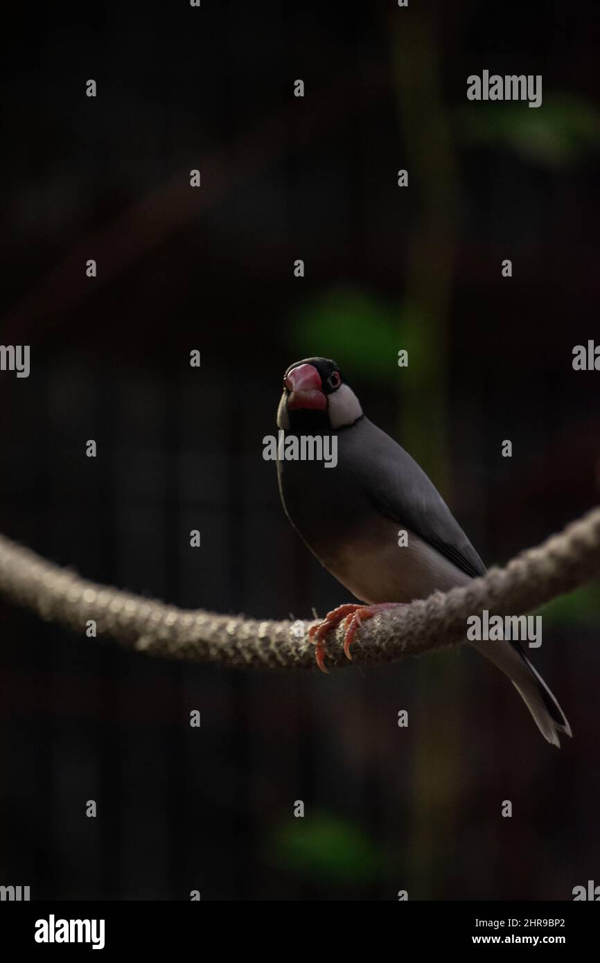 Distinctive yellow feet hi-res stock photography and images - Alamy