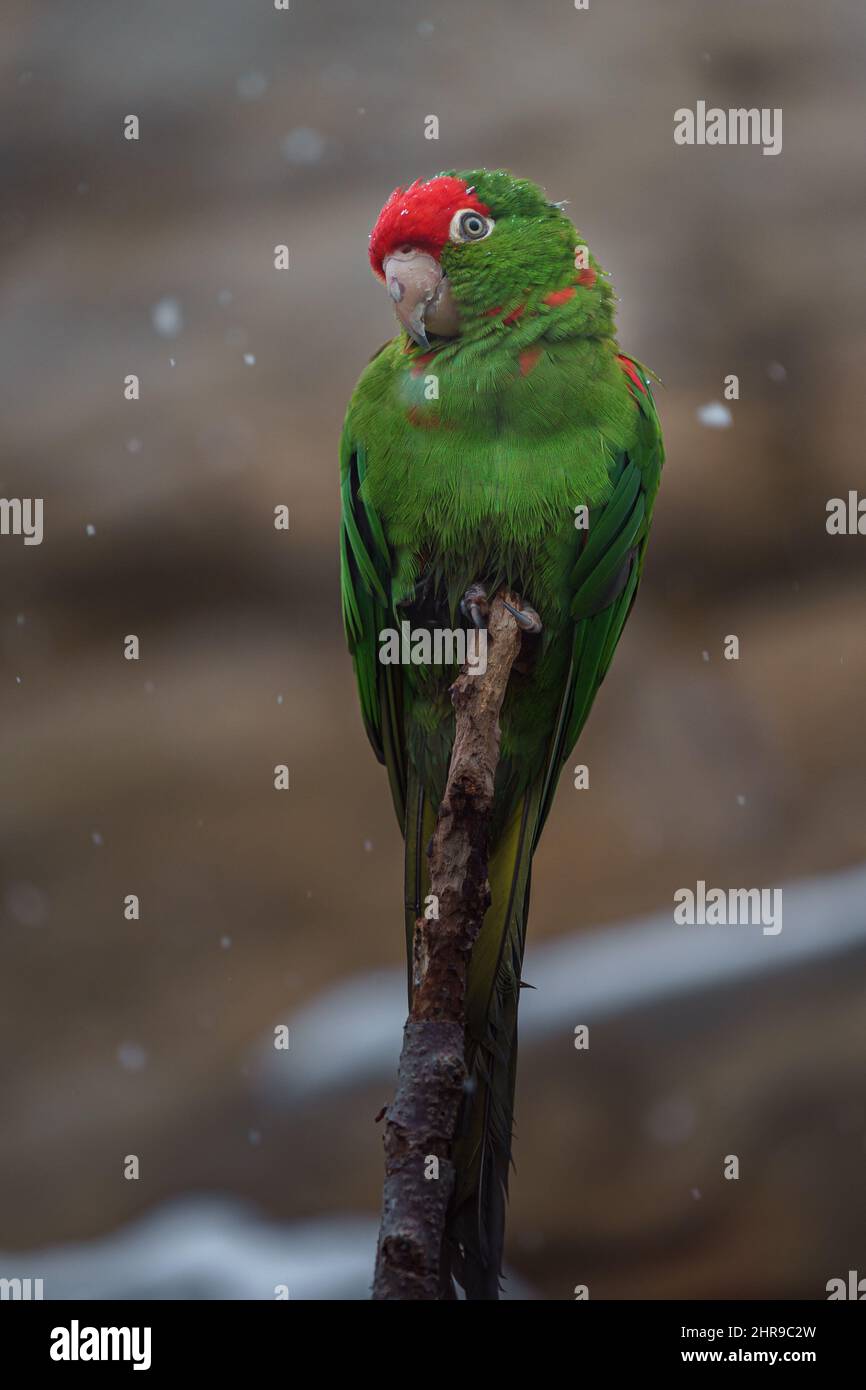 Bright green parakeet hi-res stock photography and images - Alamy