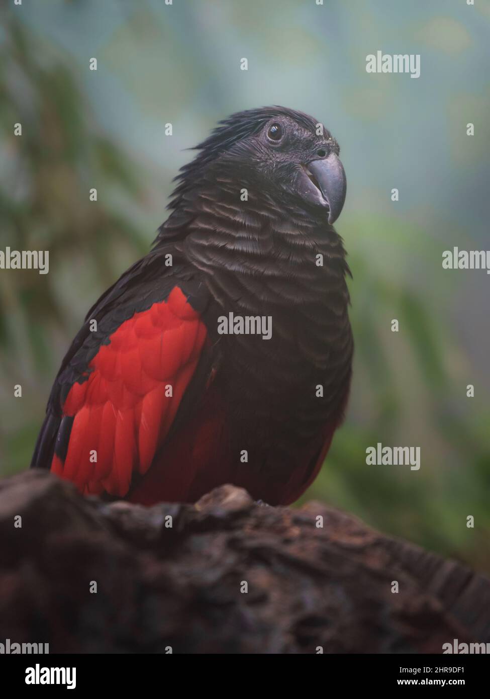 Pesquet hi-res stock photography and images - Alamy