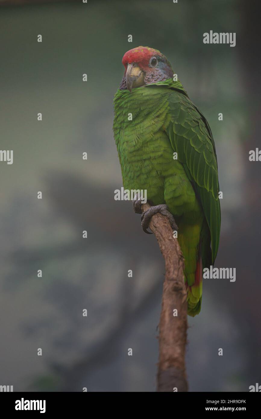 Red tailed amazon parrot High Resolution Stock Photography and Images ...