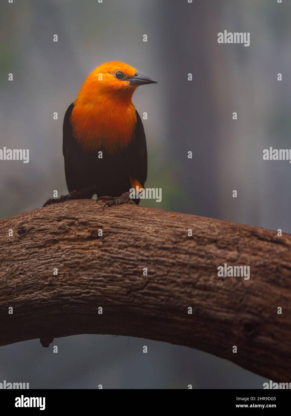 Orange bird hi-res stock photography and images - Alamy