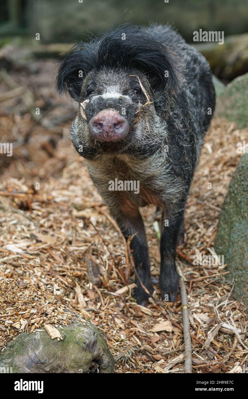 Large brown pig hi-res stock photography and images - Alamy