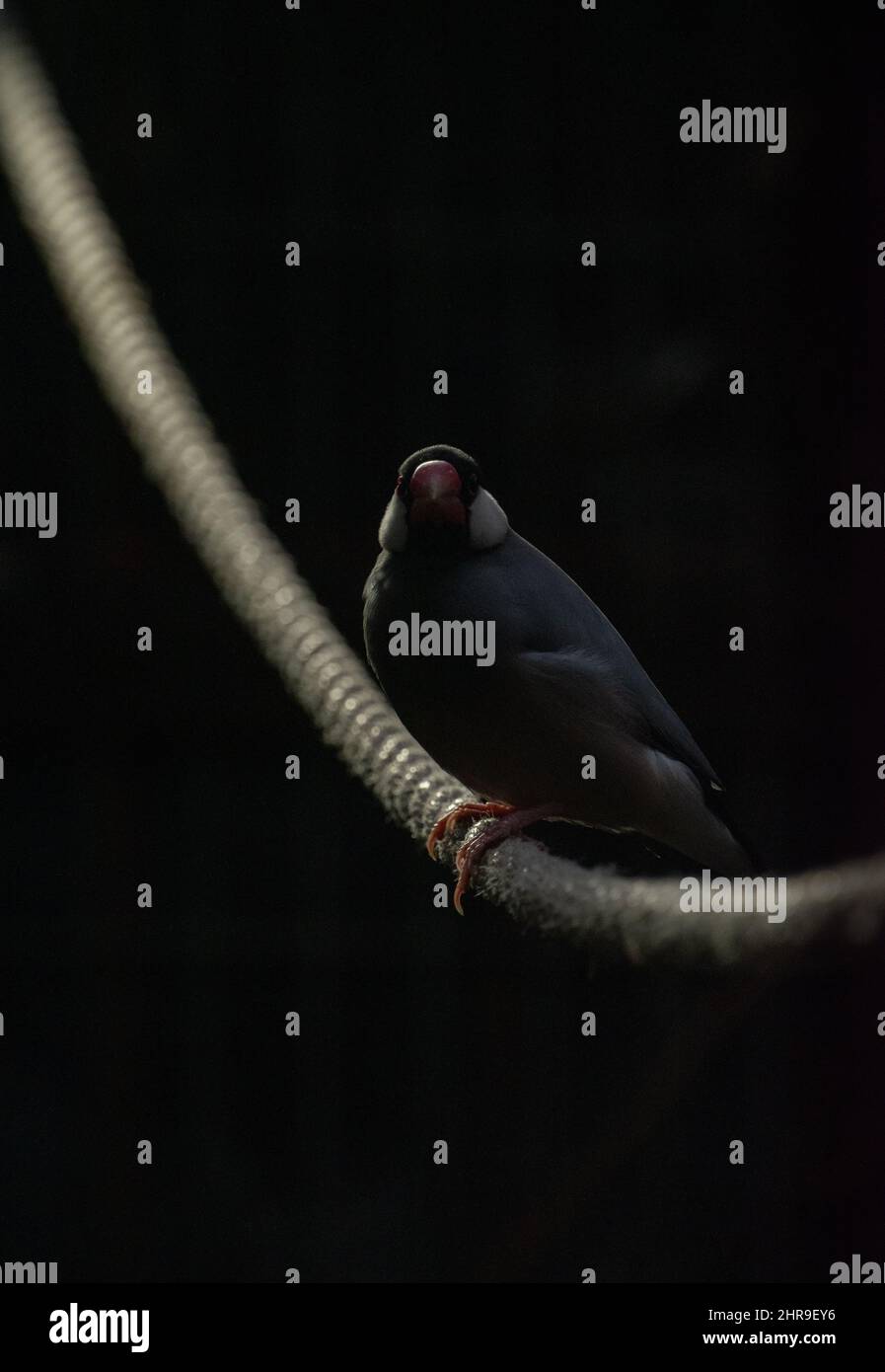 Distinctive yellow feet hi-res stock photography and images - Alamy