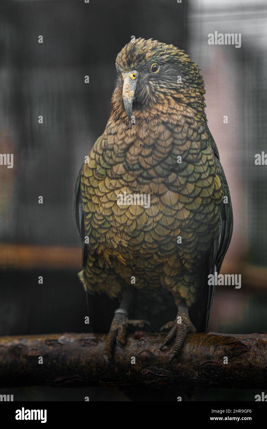 Kea flying hi-res stock photography and images - Alamy