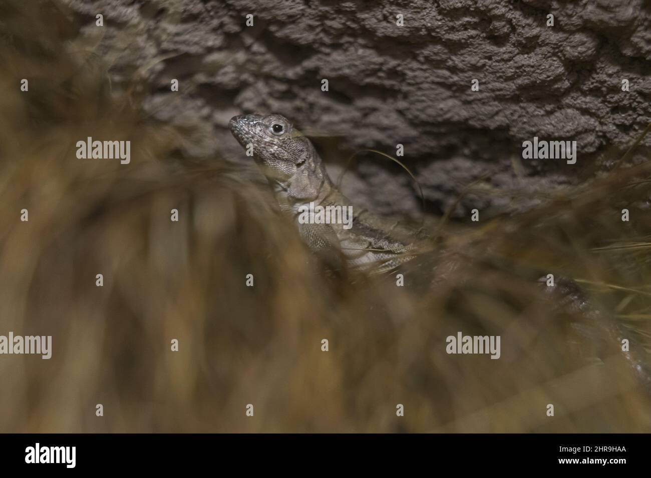 Blue spiny lizard hi-res stock photography and images - Alamy