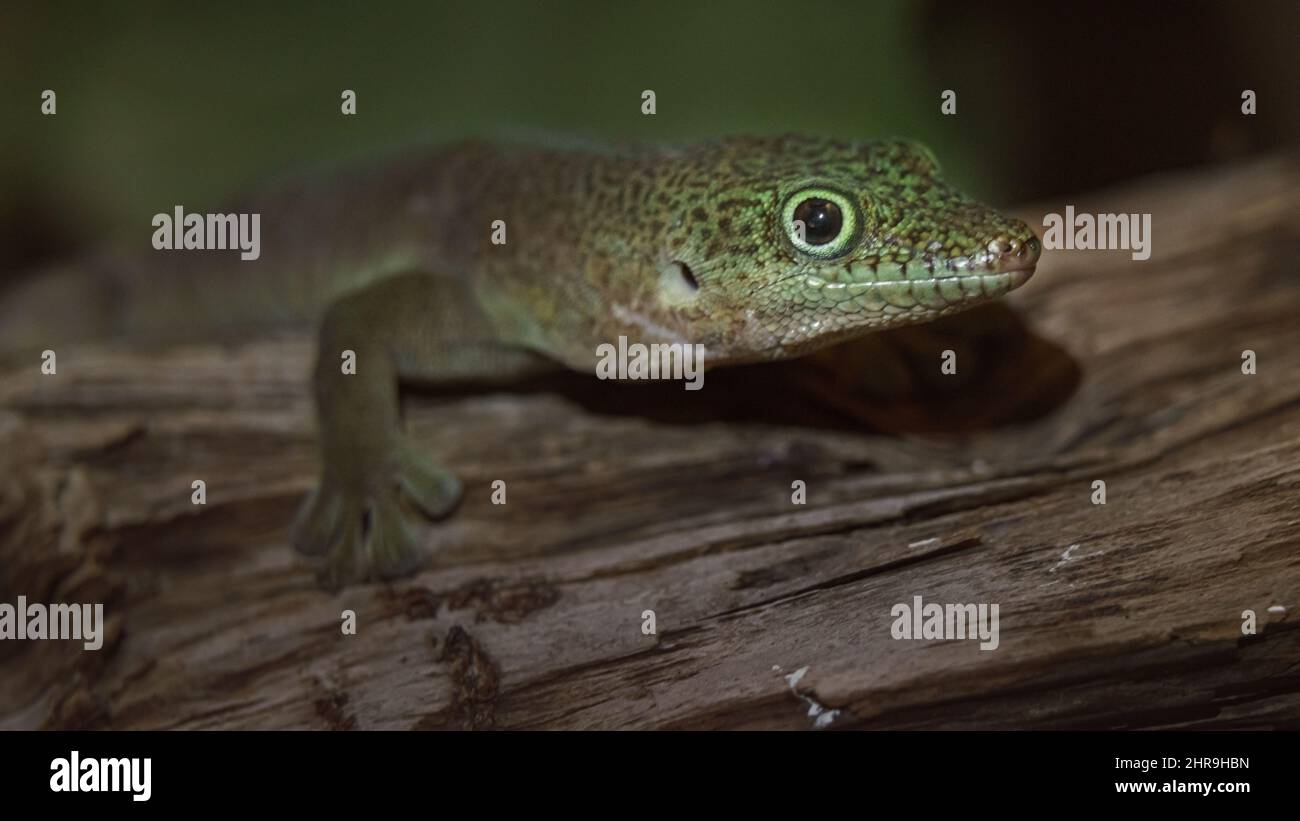 Standings day gecko hi-res stock photography and images - Alamy