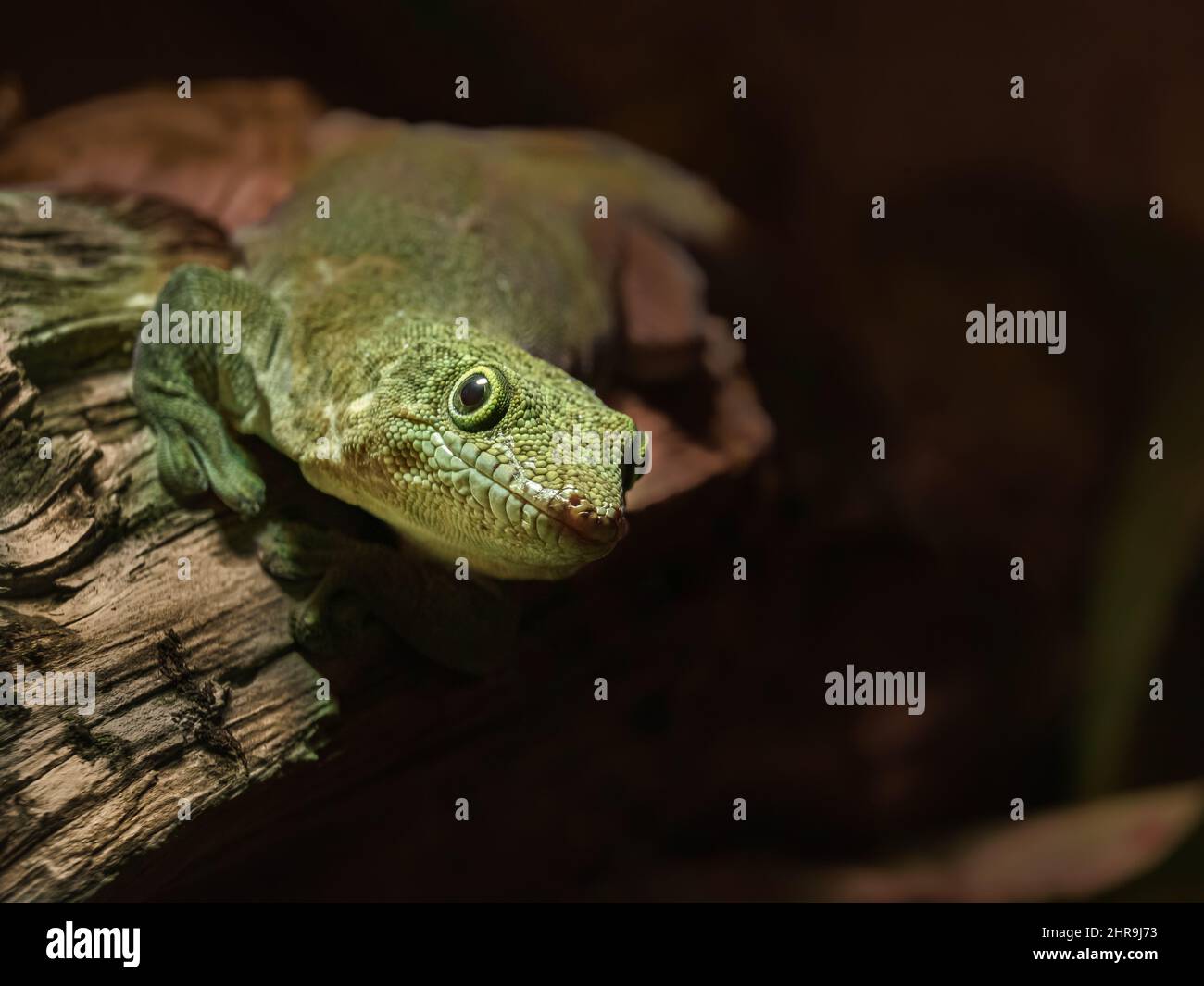 Standings day gecko hi-res stock photography and images - Alamy