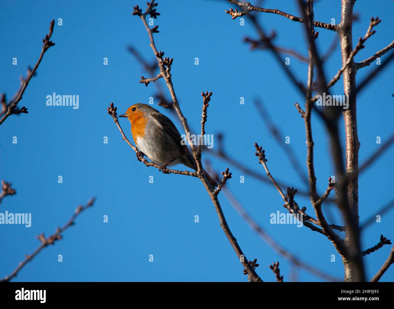 Urban birdwatching hi-res stock photography and images - Alamy