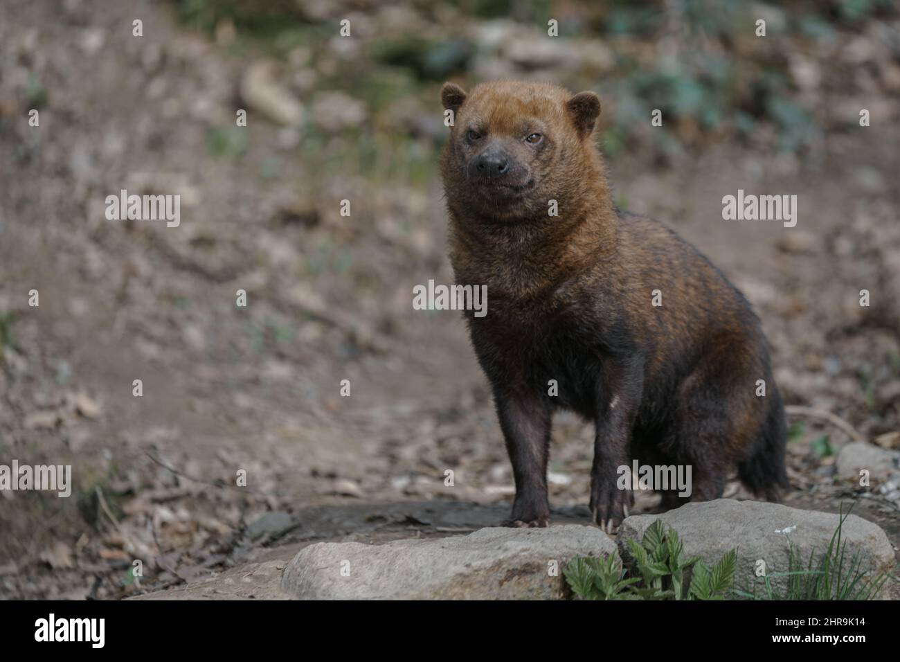 Brazil zoo hi-res stock photography and images - Alamy
