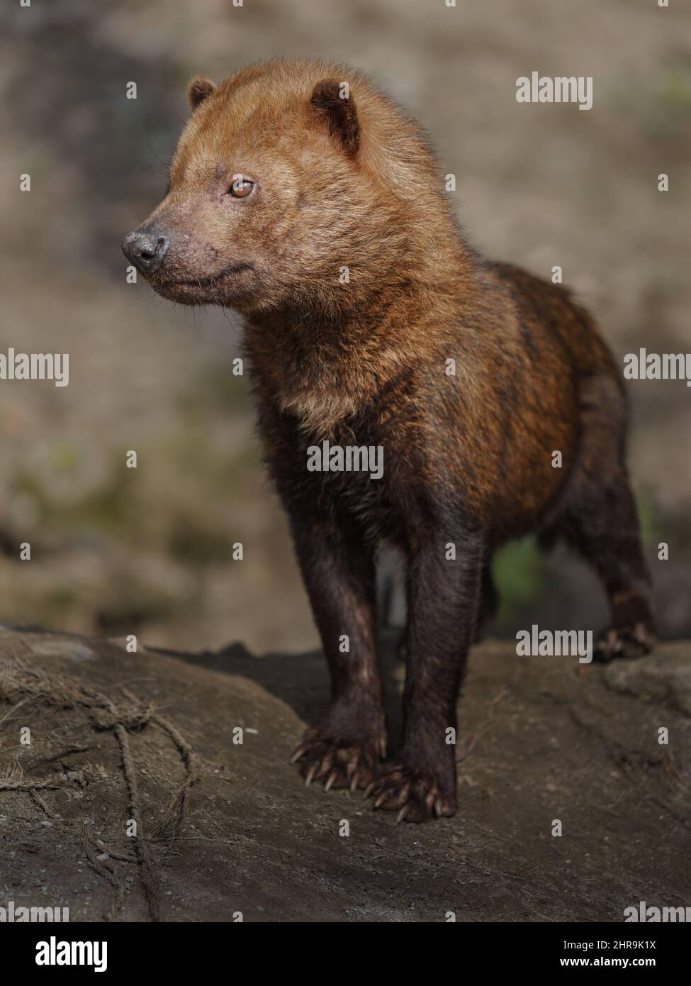 South american bush dog hi-res stock photography and images - Alamy
