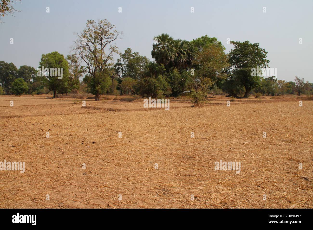 dried rice field at det island in laos Stock Photo - Alamy