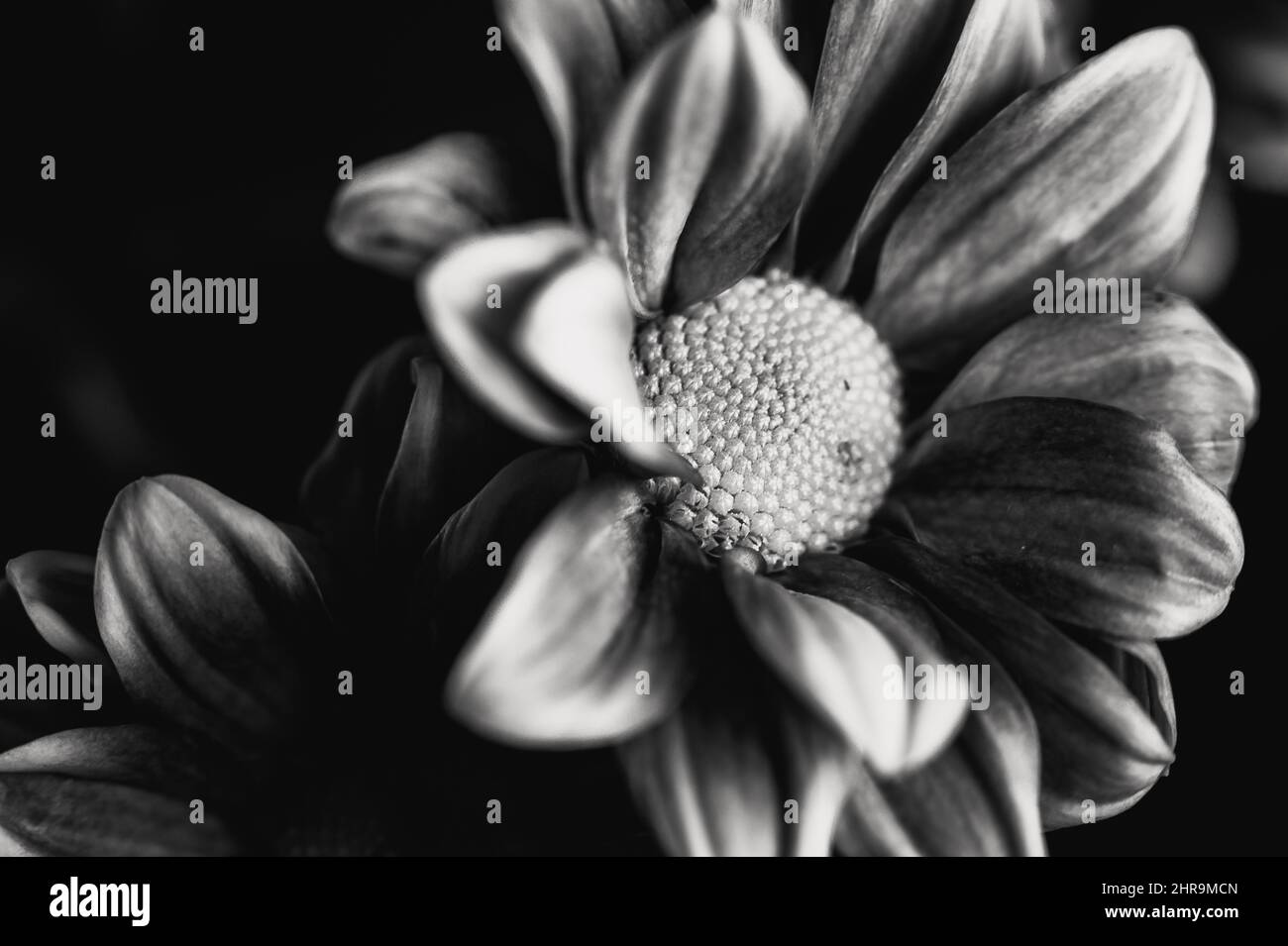 Grayscale close-up shot of a daisy in dim lighting .Great for wallpaper ...