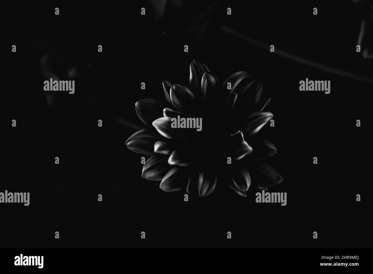 Grayscale close-up shot of a daisy in dim lighting .Great for wallpaper ...