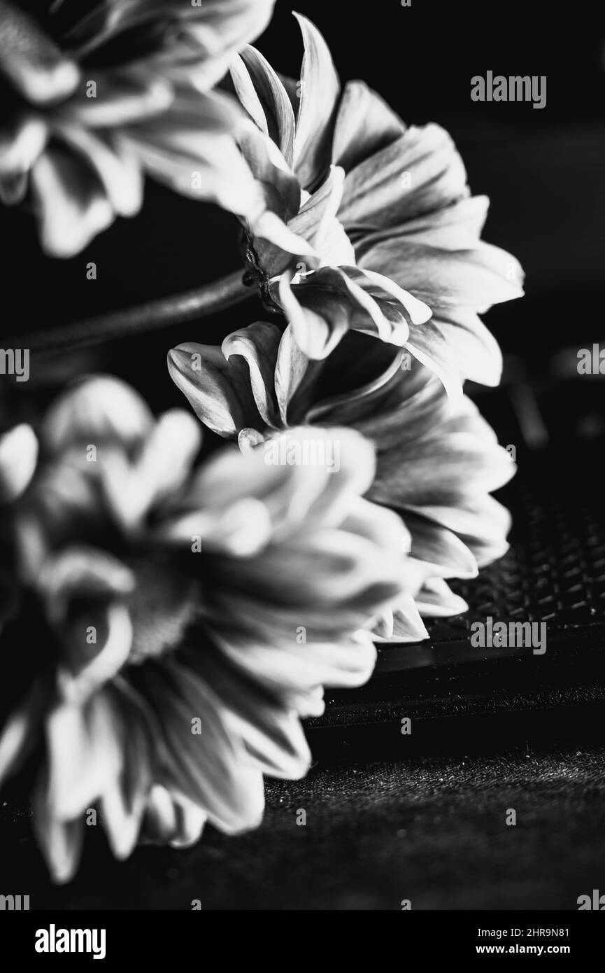 Vertical grayscale close-up shot of a daisy in dim lighting .Great for ...