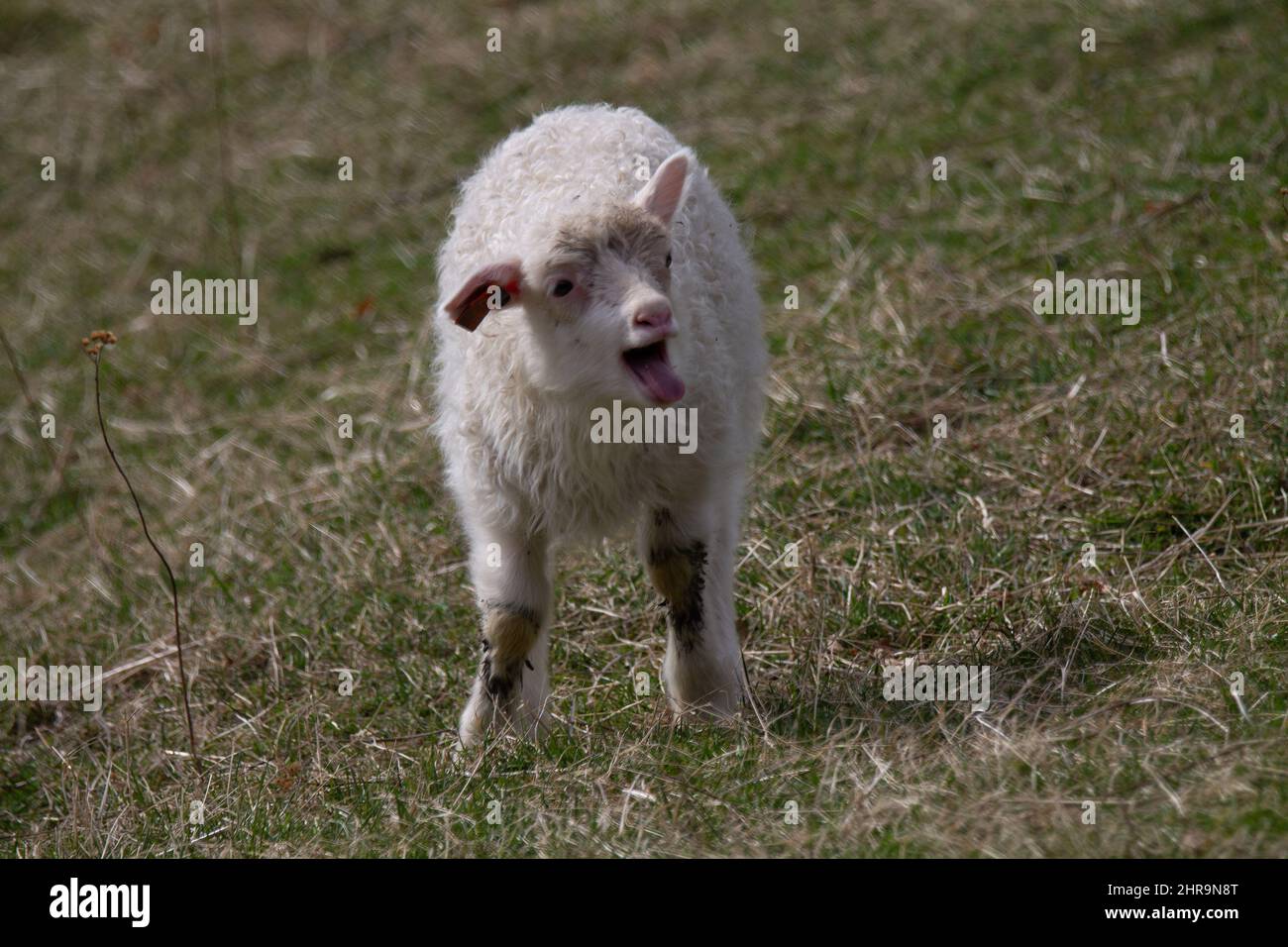 Sheep With Open Mouth