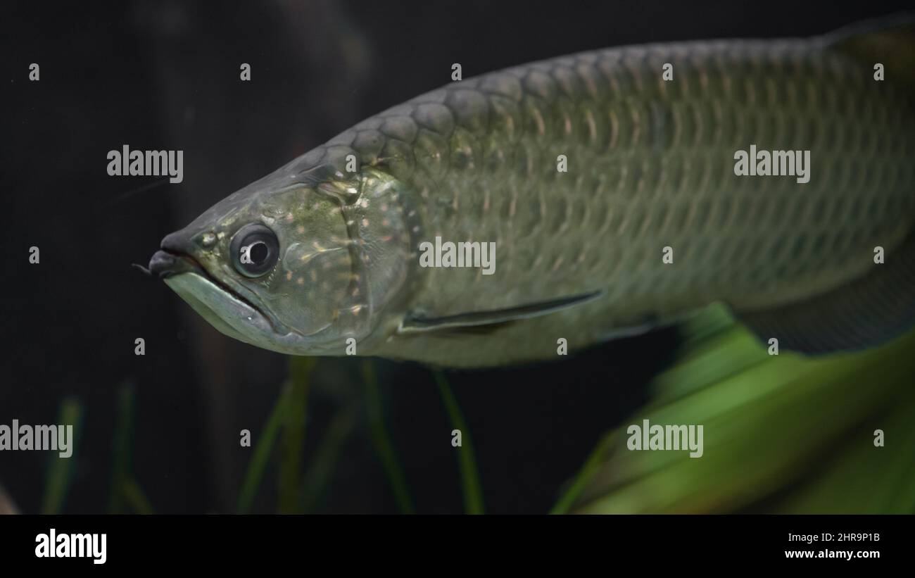 Arowana red hi-res stock photography and images - Alamy