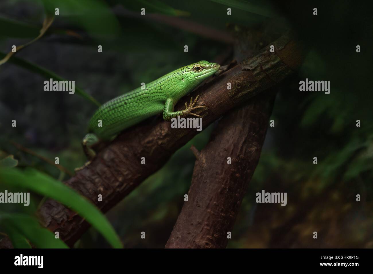 Emerald green skink hi-res stock photography and images - Alamy