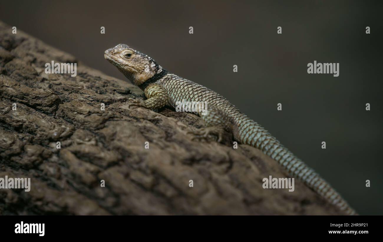 Blue spiny lizard hi-res stock photography and images - Alamy