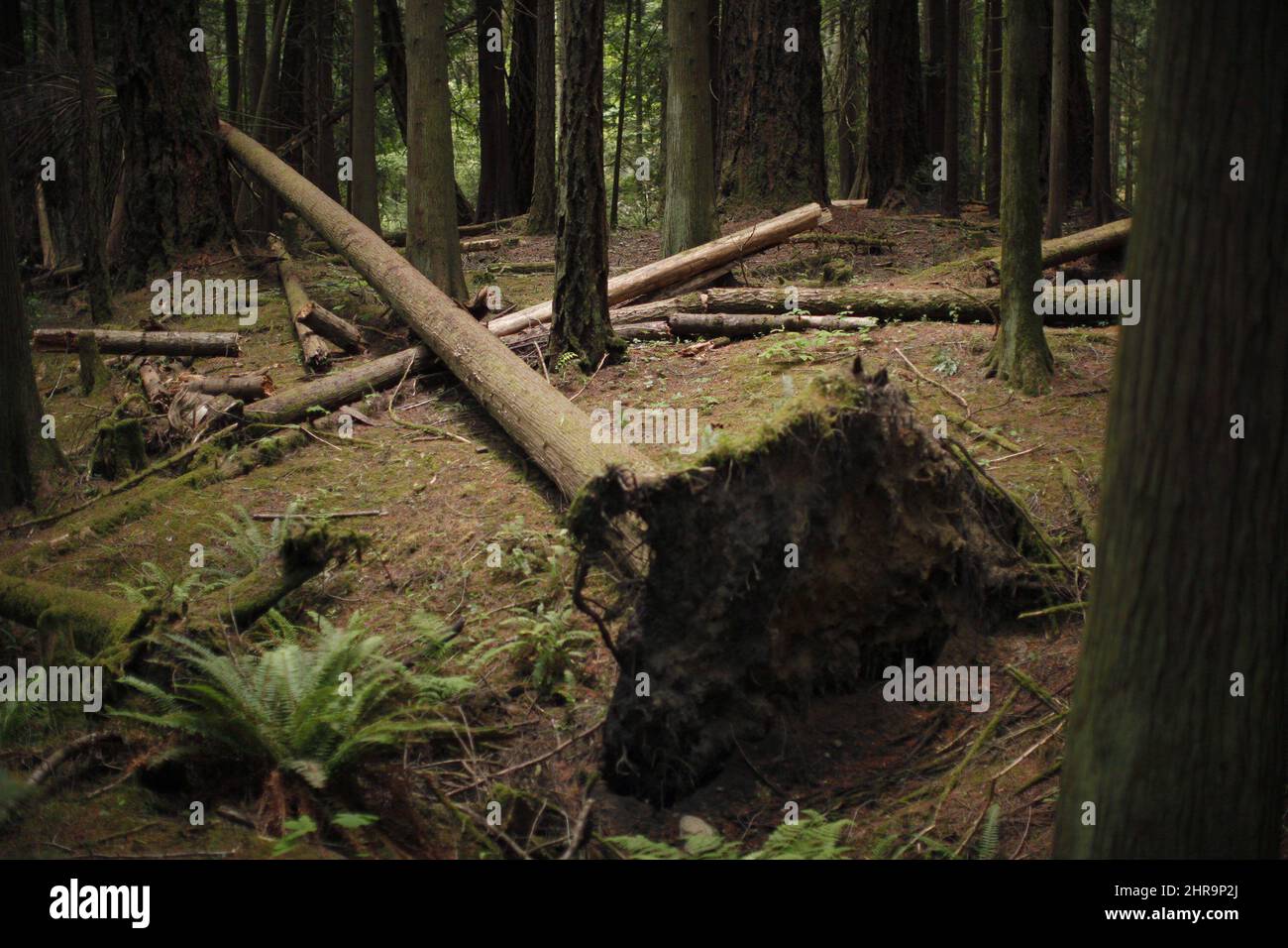 Fallen western red cedar tree hi-res stock photography and images - Alamy