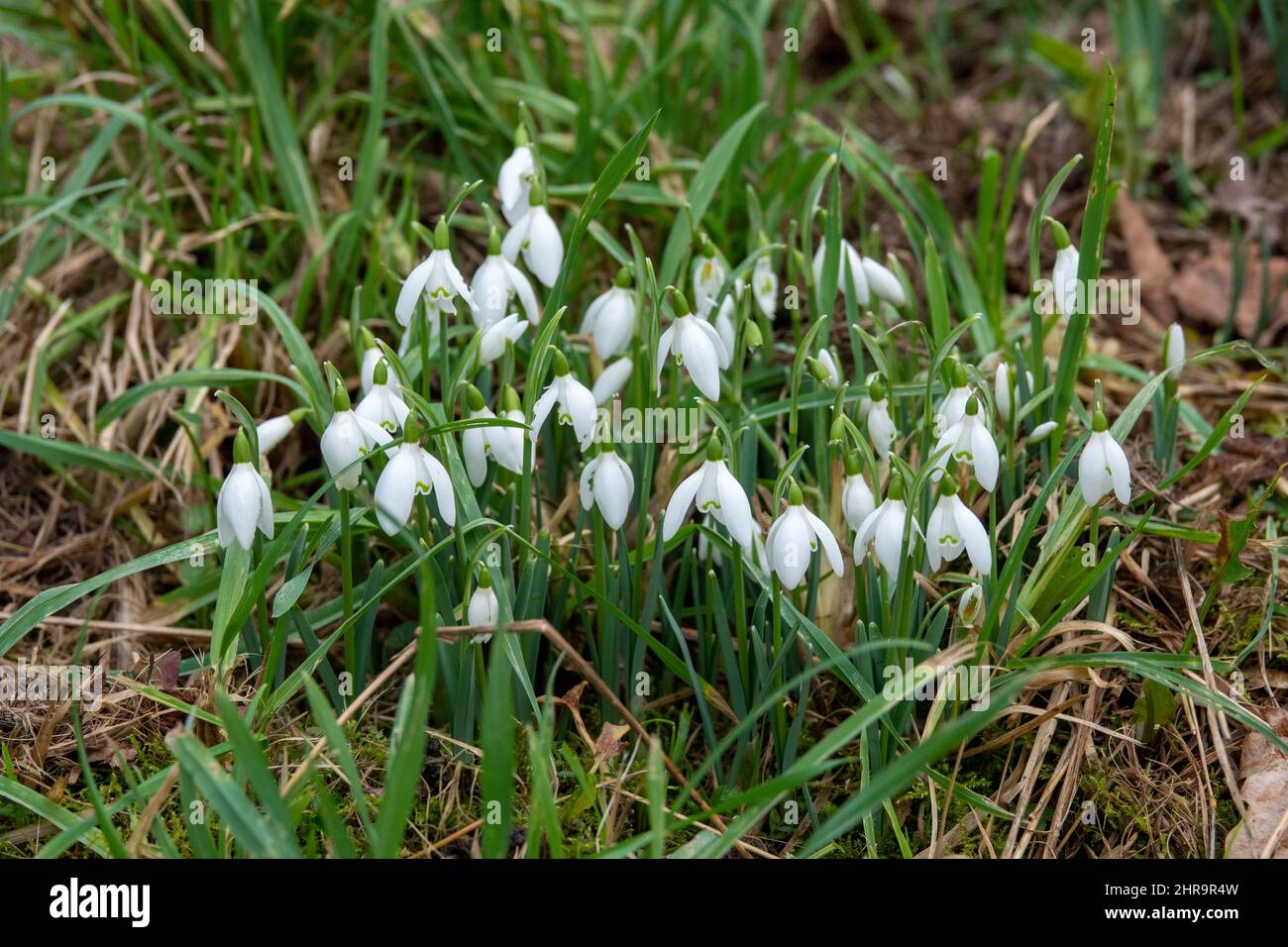 Bell shaped snowdrop hi-res stock photography and images - Alamy