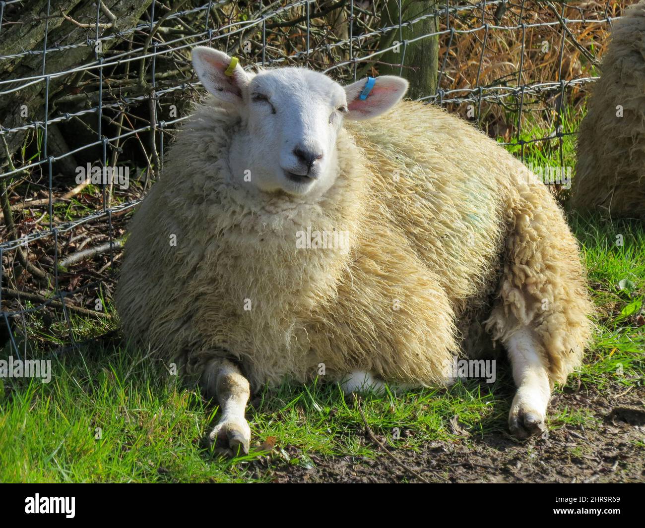 Pretty sheep hi-res stock photography and images - Alamy