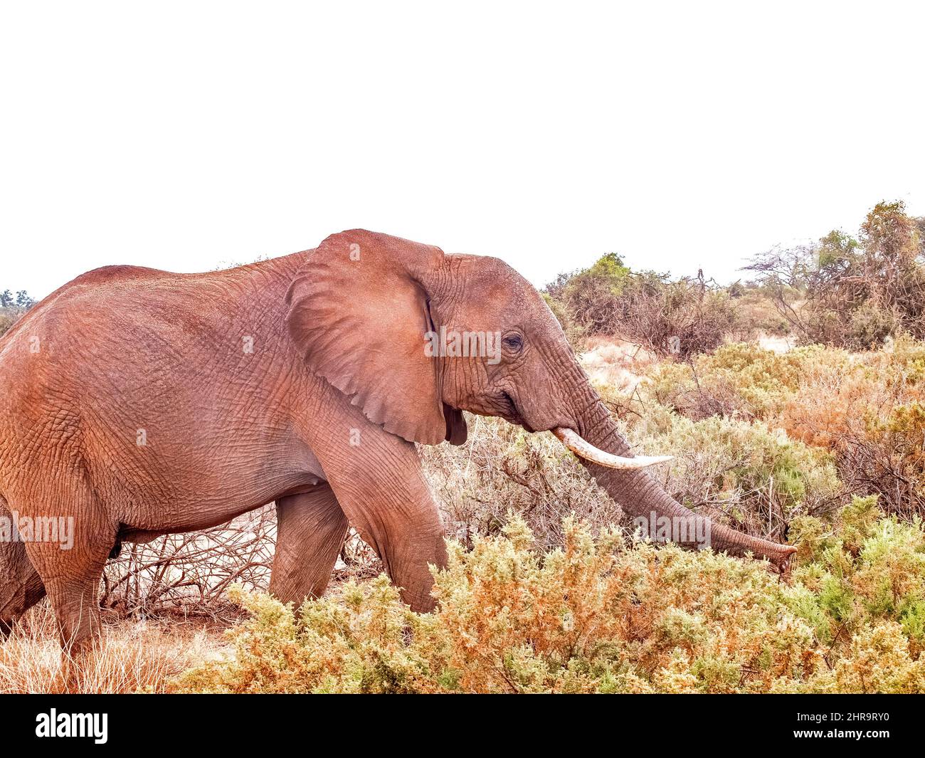 Elephant Safari Kenya Africa Stock Photo - Alamy