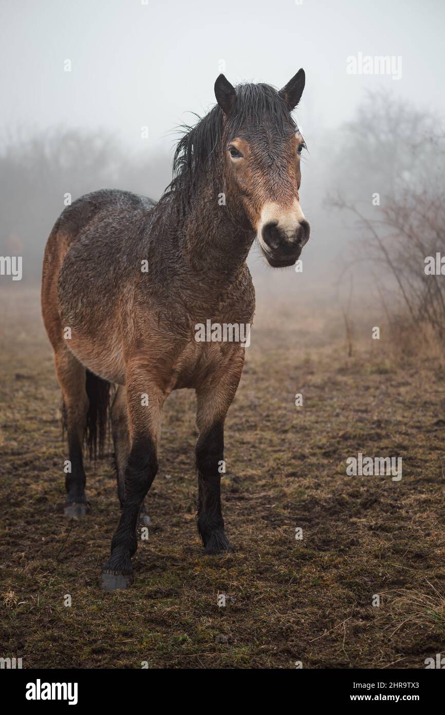 Strong horse hi-res stock photography and images - Alamy