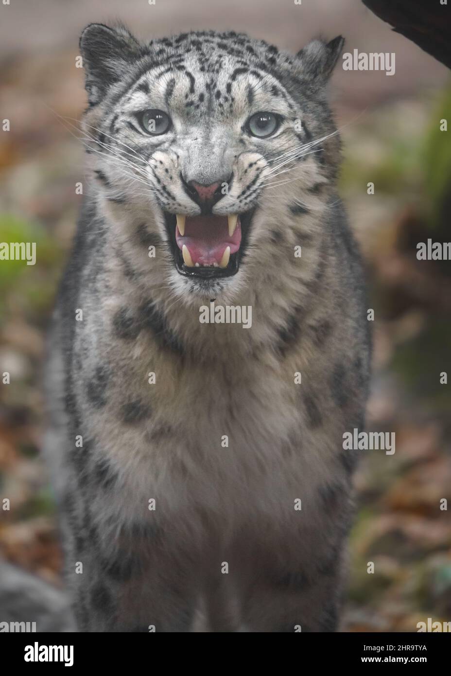 Snow leopard black and white hi-res stock photography and images - Alamy