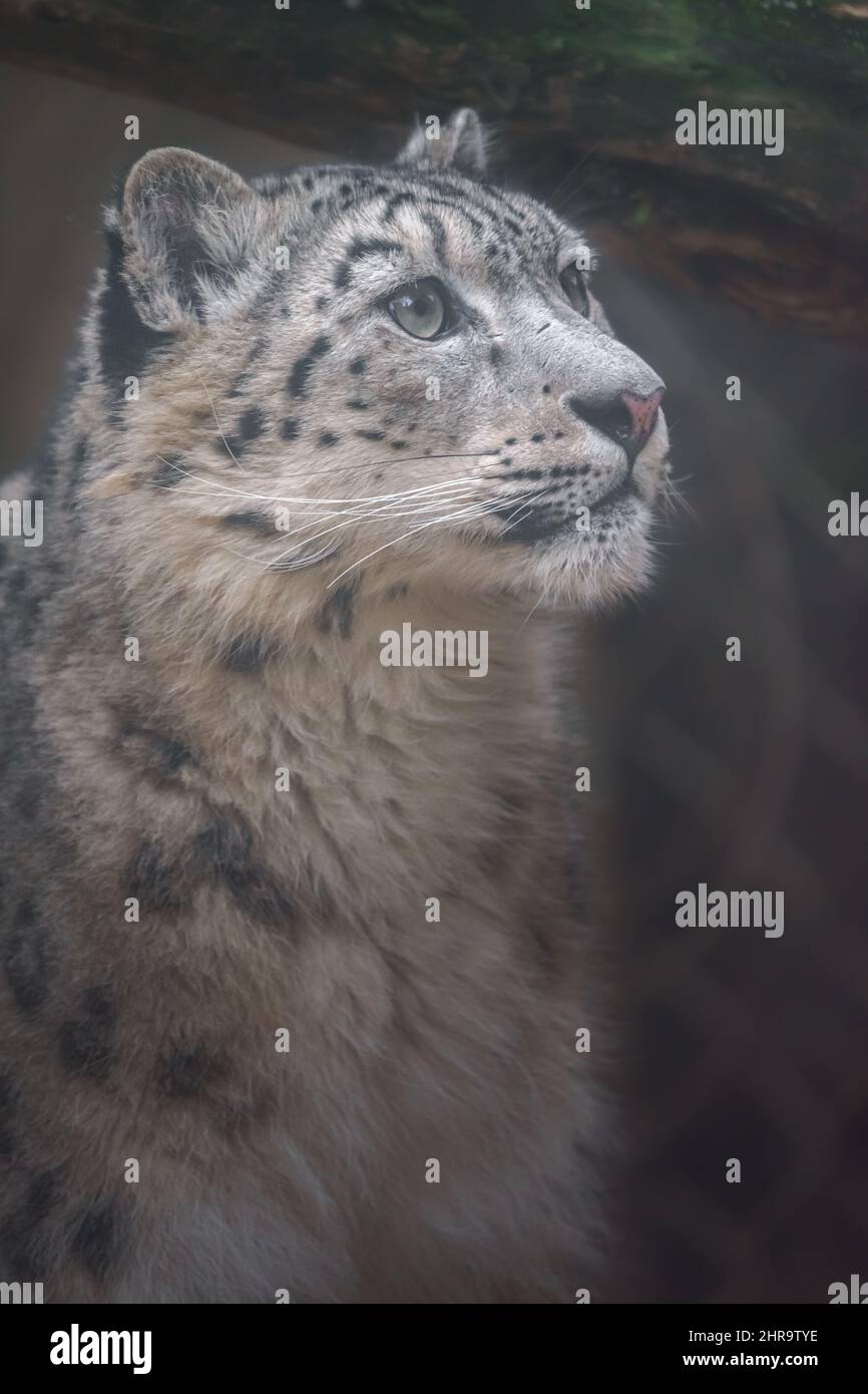 Snow leopard background hi-res stock photography and images - Alamy