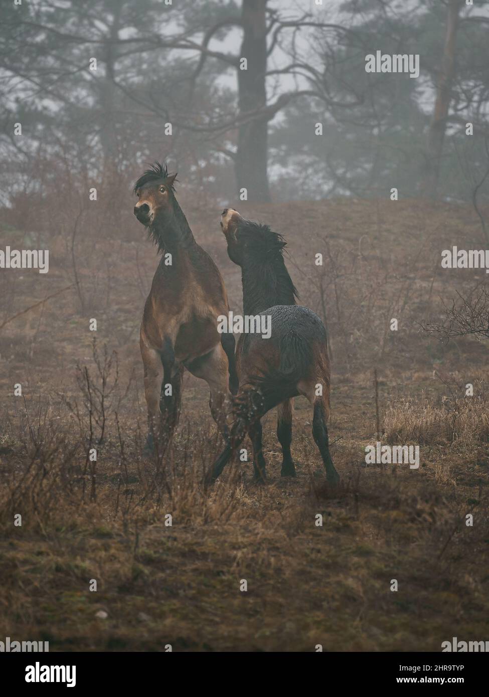 Strong horse hi-res stock photography and images - Alamy