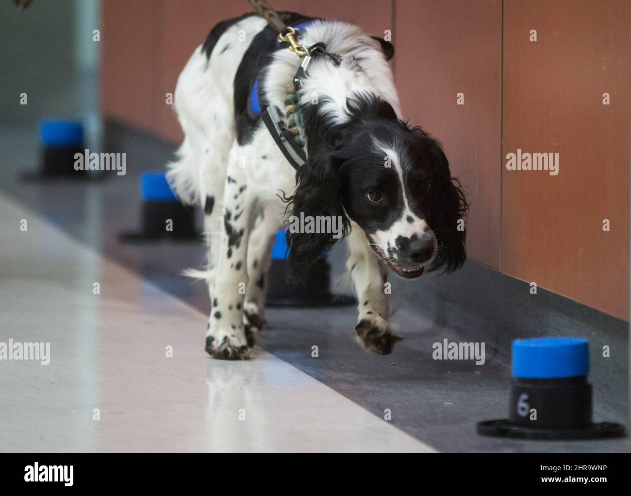 Canada's first C. difficile sniffing dog, Angus, searches for a sample ...