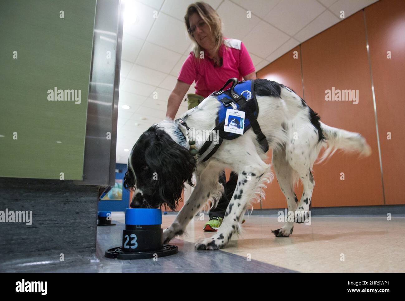 Canada's first C. difficile sniffing dog, Angus, searches for a sample ...