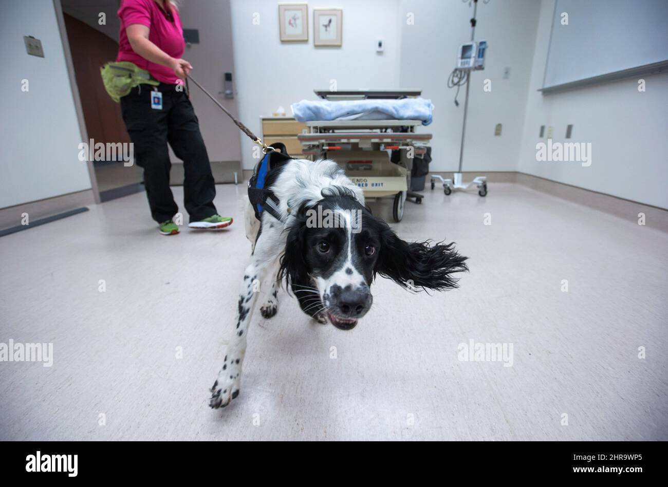Canada's first C. difficile sniffing dog, Angus, searches a mock ...