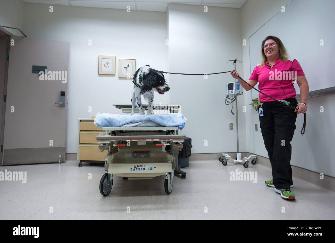 Canada's first C. difficile sniffing dog, Angus, searches a mock ...