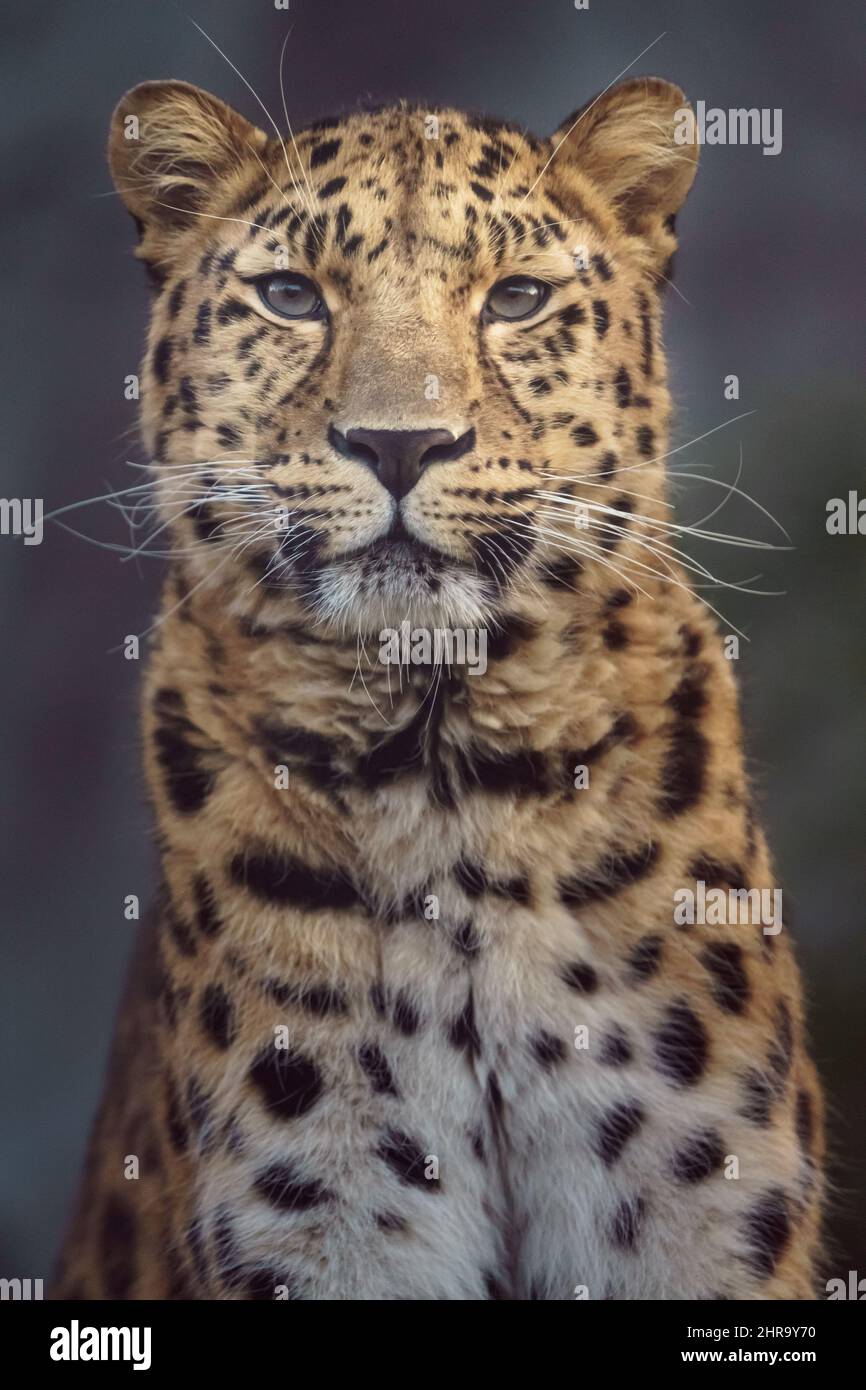 Amur leopard asia panthera pardus hi-res stock photography and images ...