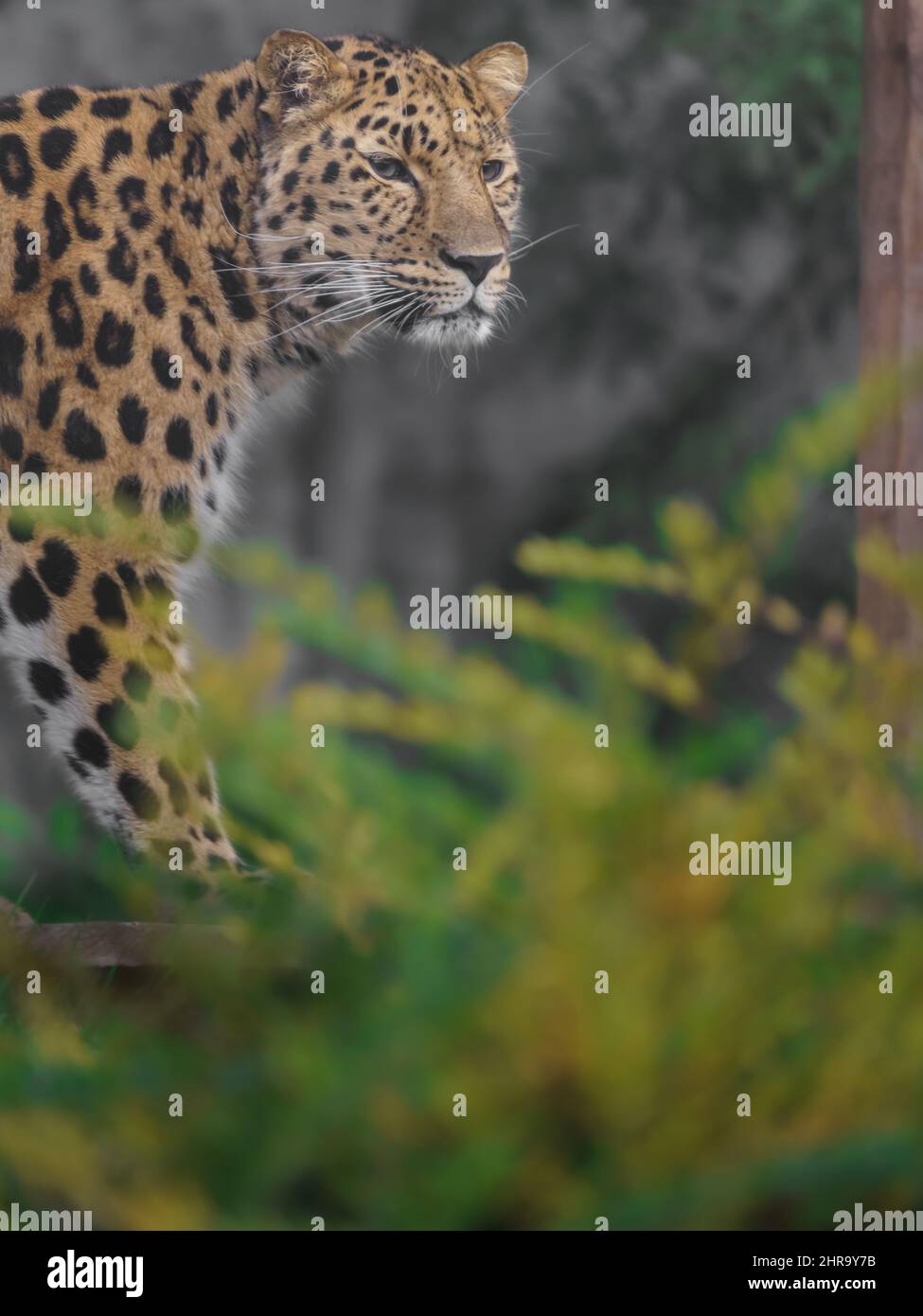 Amur leopard isolated hi-res stock photography and images - Alamy