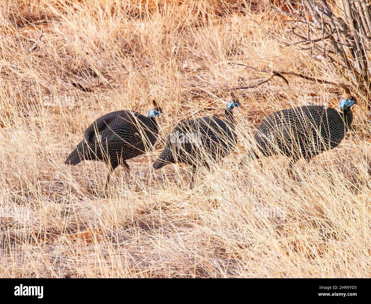 Galliformes superfamily hi-res stock photography and images - Alamy