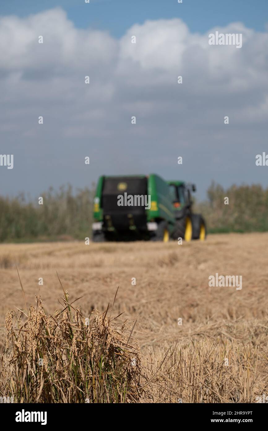 making bales tractor working in rice harvest season valencia spain ...