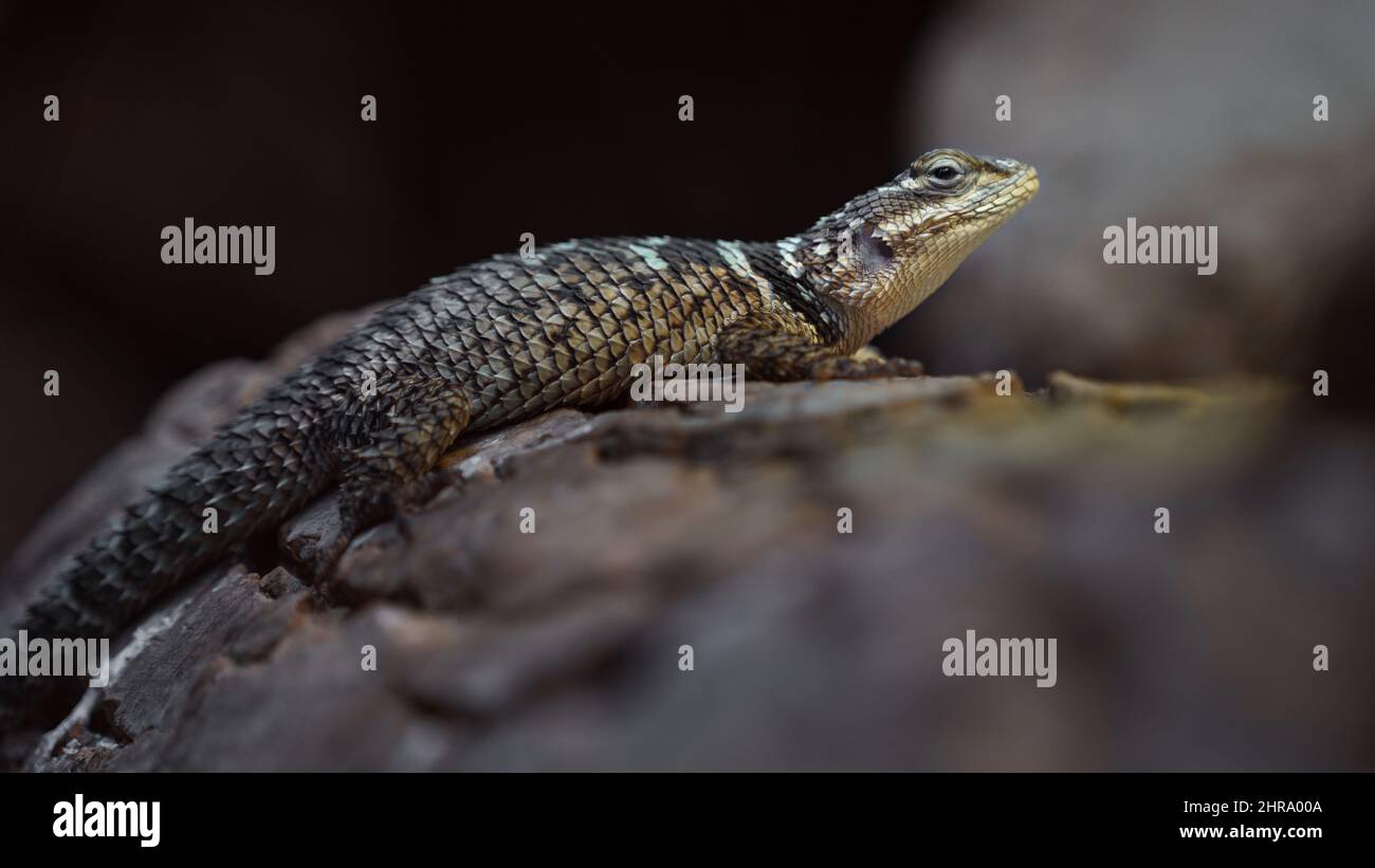 Blue spiny lizard hi-res stock photography and images - Alamy