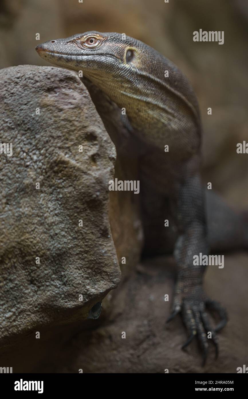 Mertens water monitor hi-res stock photography and images - Alamy