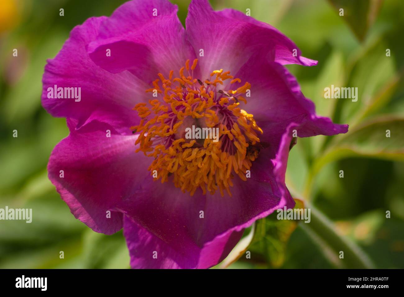 Closeup shot of a beautiful Paeonia in a botanical garden in Italy ...