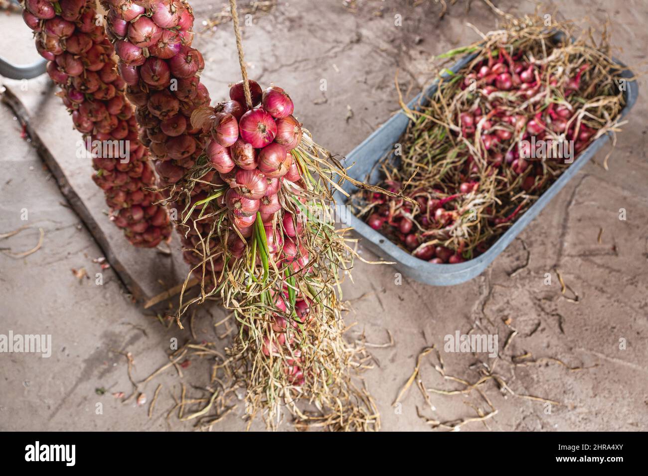 Long bundles of red onions are suspended from ceiling of the vegetable ...