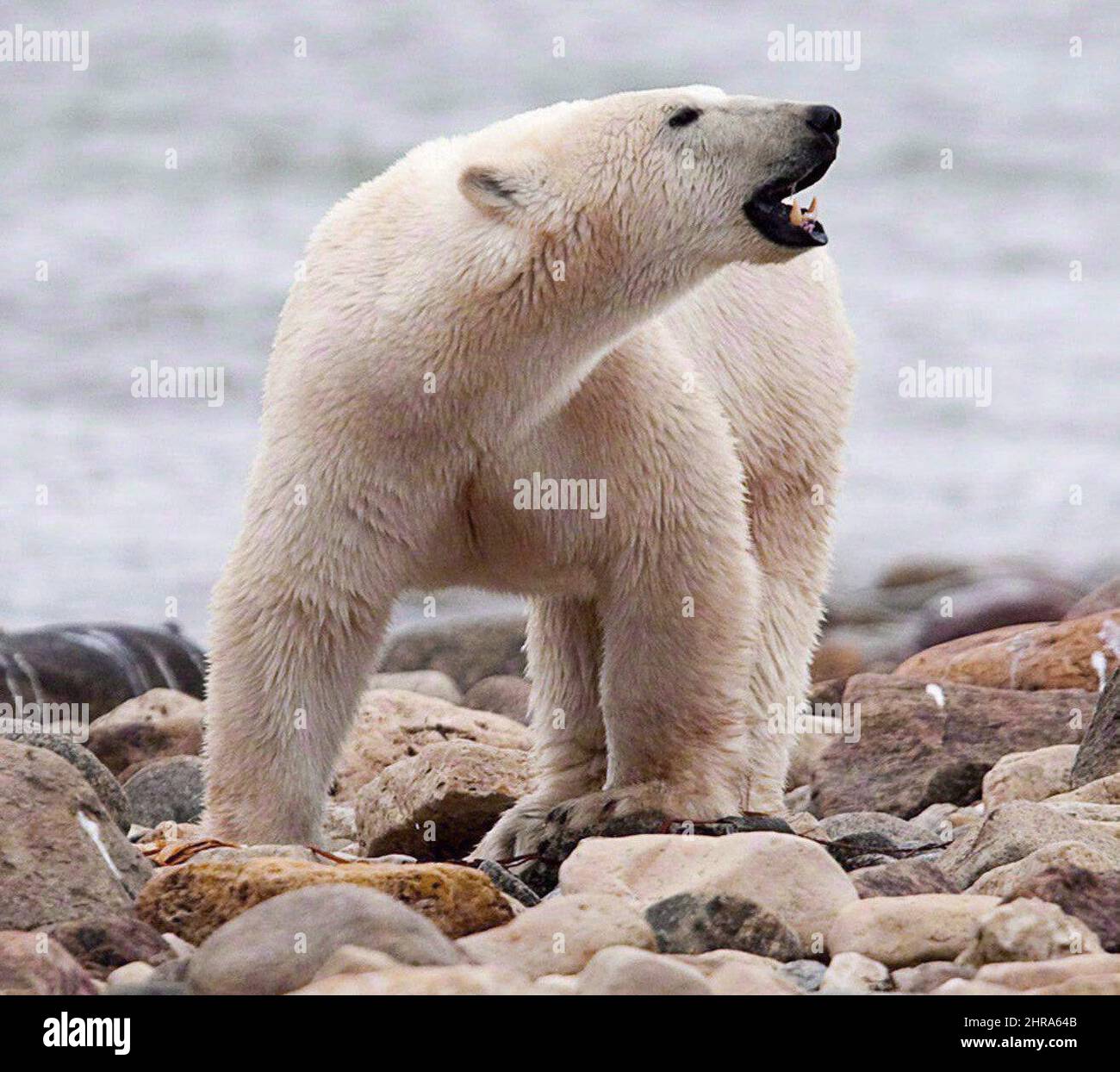 A male polar bear walks along the shore of Hudson Bay near Churchill ...