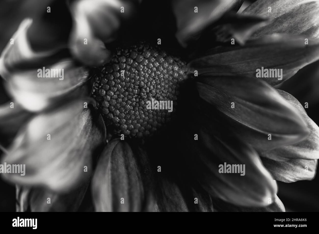Grayscale close-up shot of a daisy in dim lighting .Great for wallpaper ...
