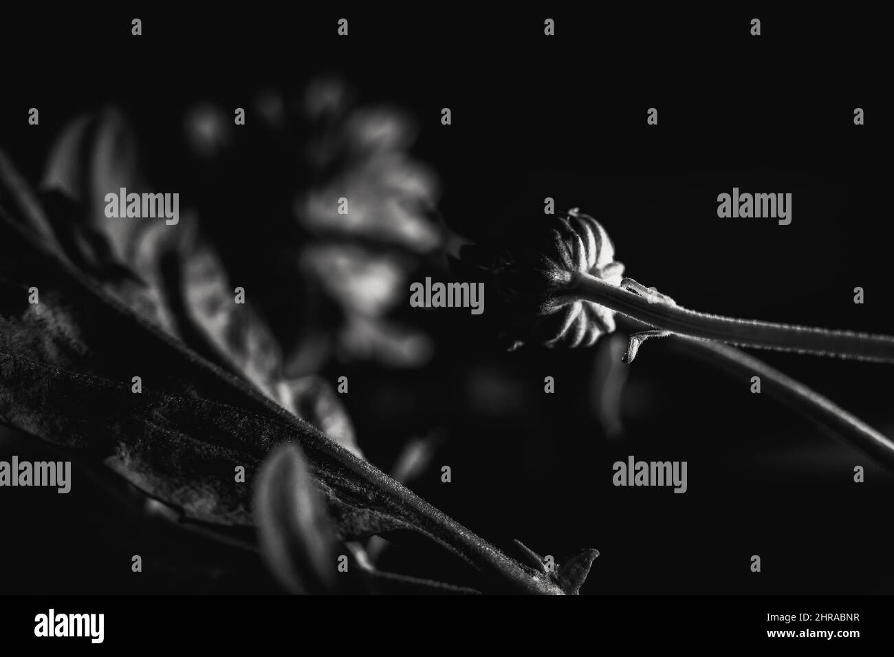 Grayscale close-up shot of some daisies in dim lighting .Great for ...