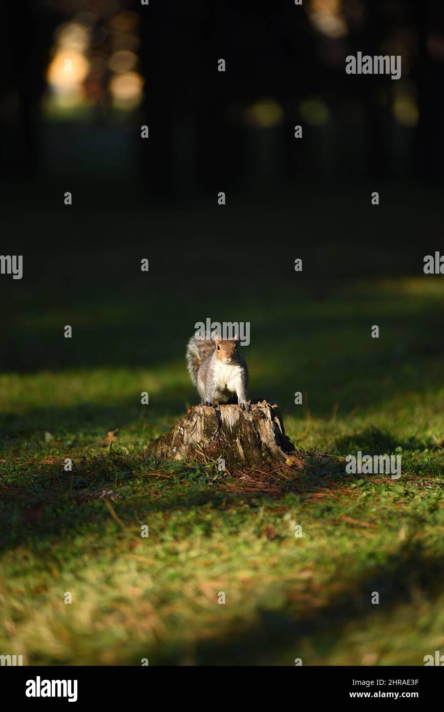 Squirrel on log Stock Photo - Alamy